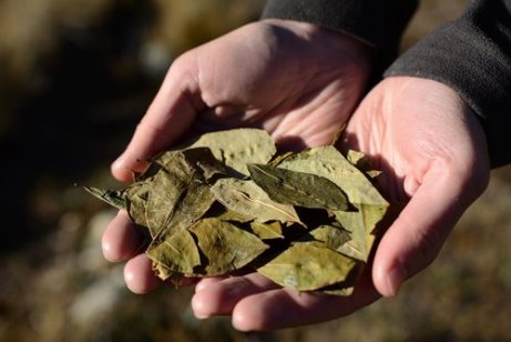 Coca Leaf Infusion and Its Surprising Health Benefits - Step To Health