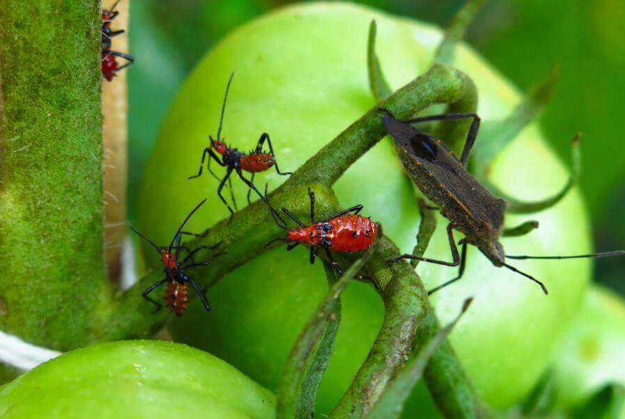 5 Poisons to Exterminate Pests 5 Poisons to Exterminate Pests