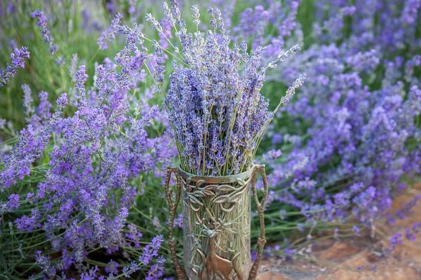 Five Fragrant Flowers for a Small Garden — Step To Health