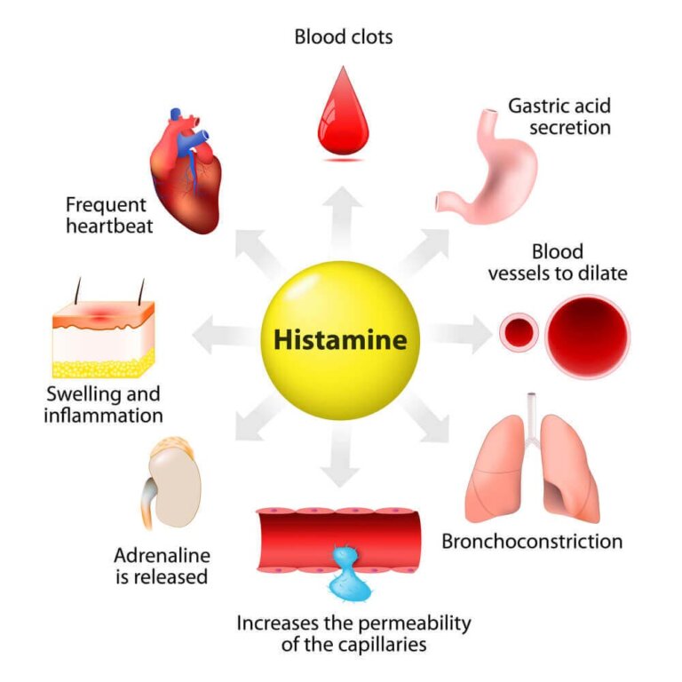 Histamine Synthesis Release And Functions Step To Health